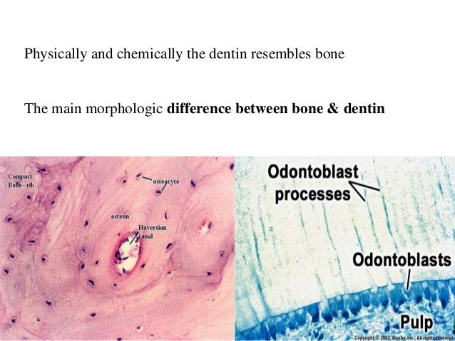 Pulp dentin complex
