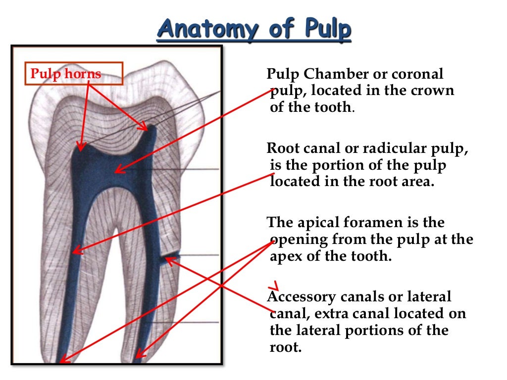 Pulp dentin complex