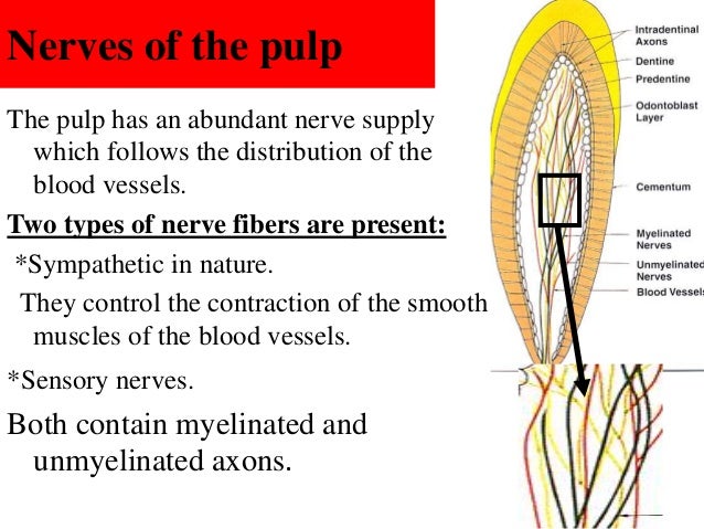 Pulp dentin complex