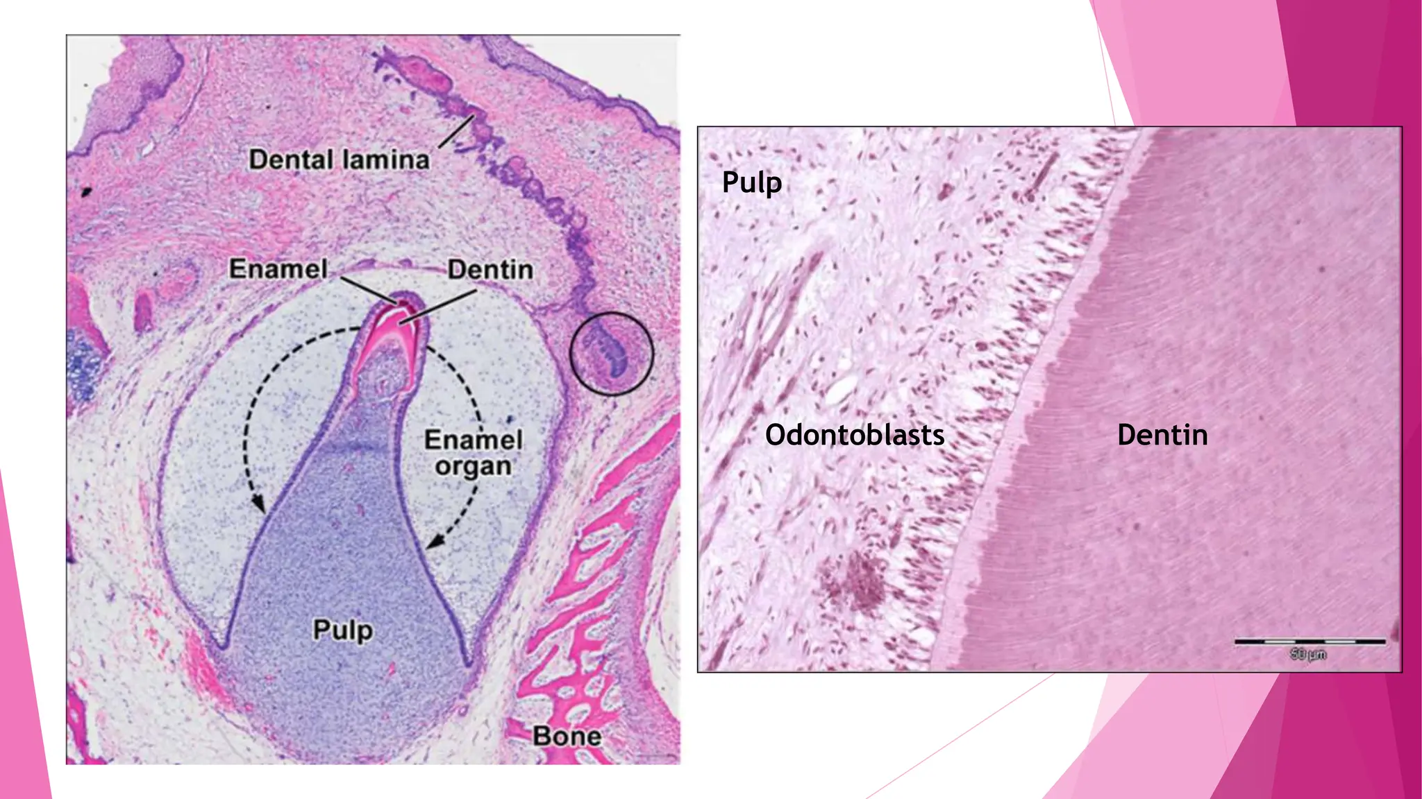 An overview on the Pulp Dentin Complex .pptx