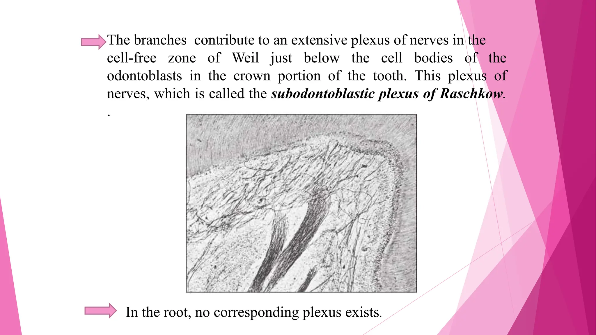 An overview on the Pulp Dentin Complex .pptx