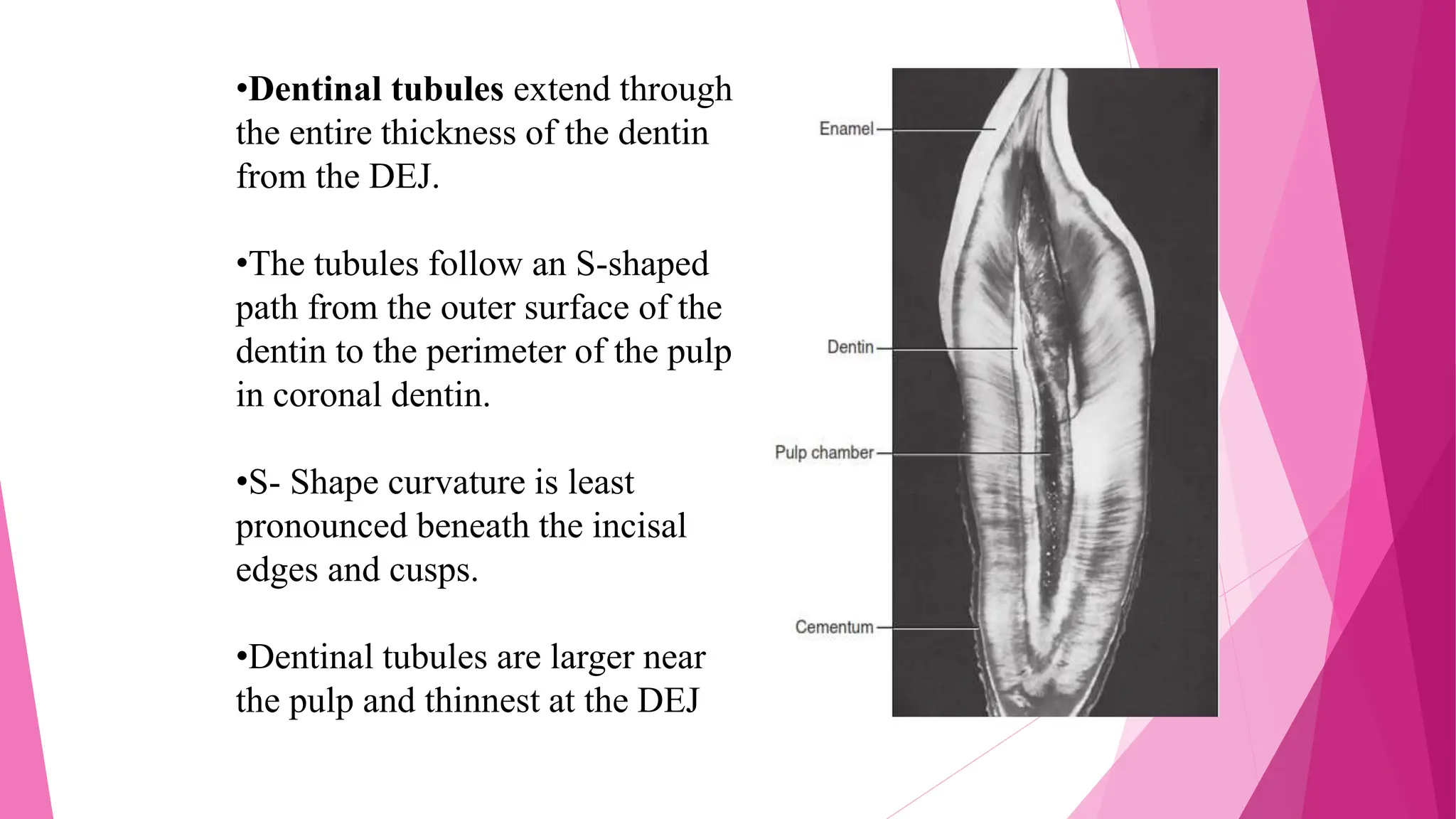 An overview on the Pulp Dentin Complex .pptx