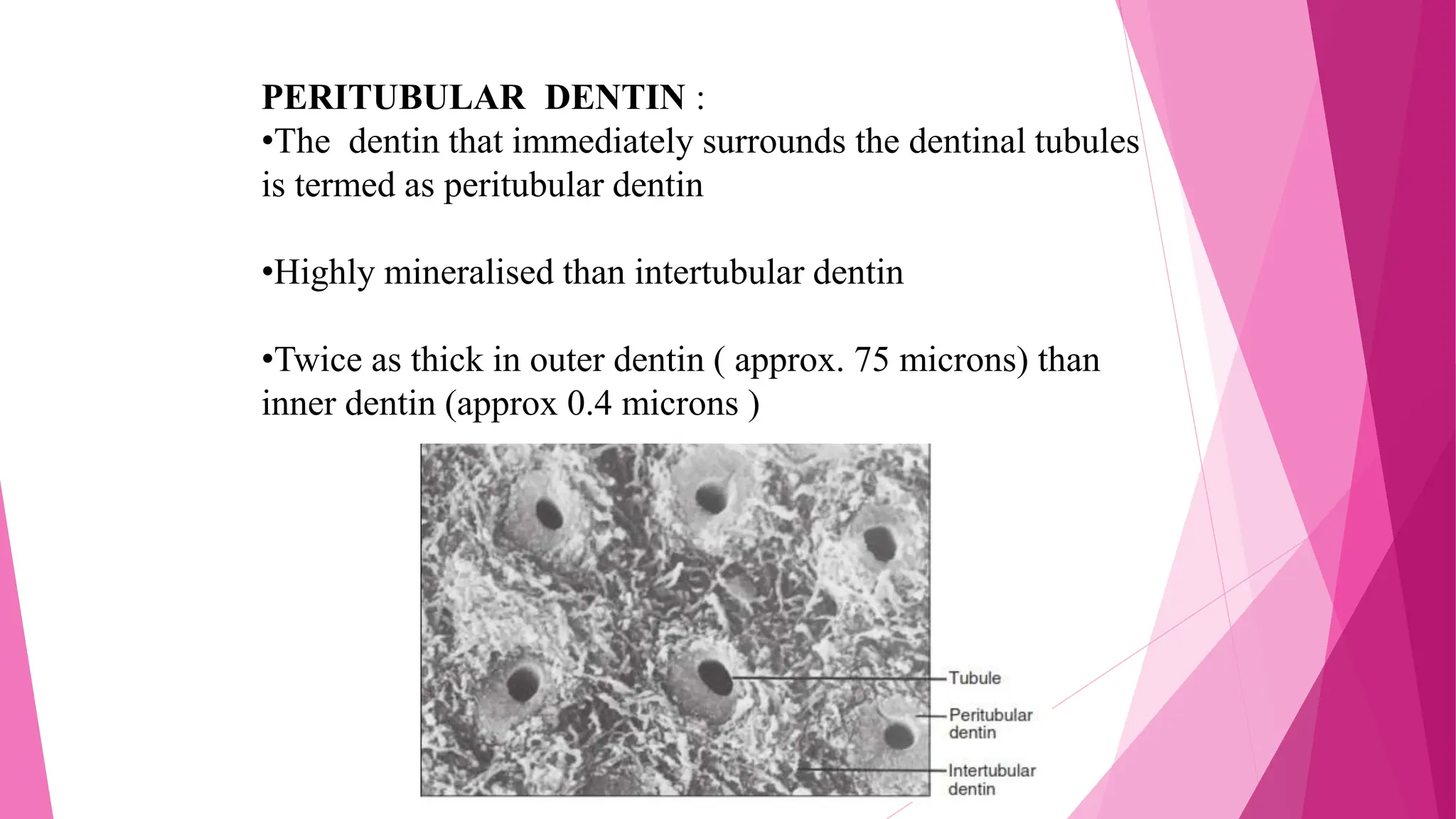 An overview on the Pulp Dentin Complex .pptx