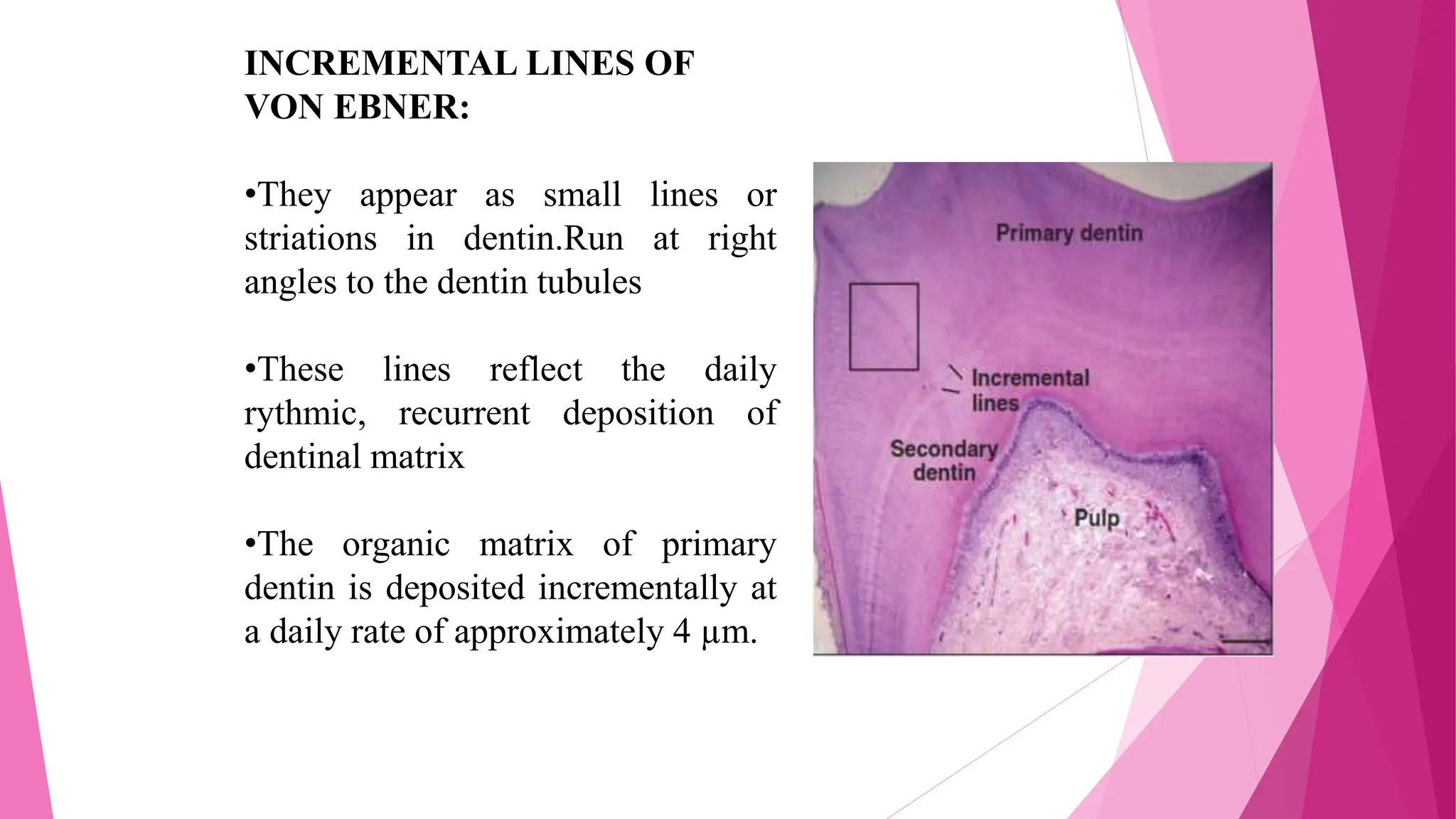 An overview on the Pulp Dentin Complex .pptx
