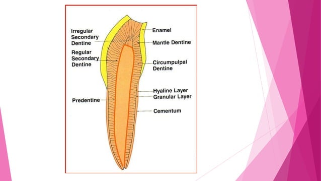 An overview on the Pulp Dentin Complex .pptx | Dental Health | Diseases ...