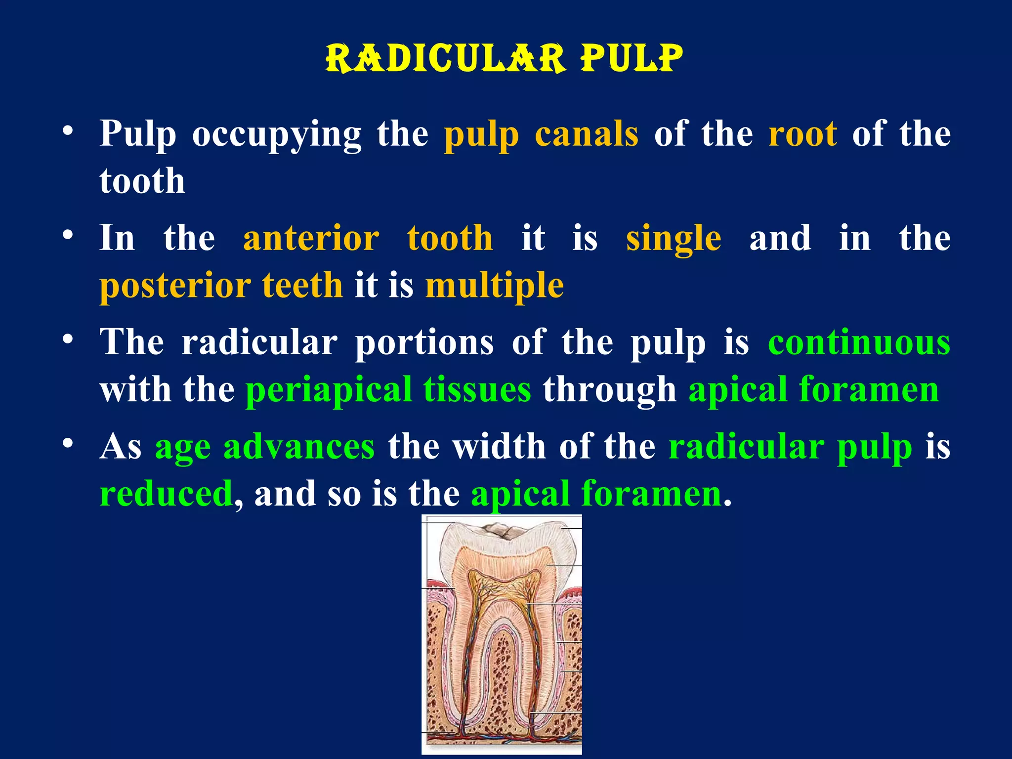 Dental Pulp | PPT