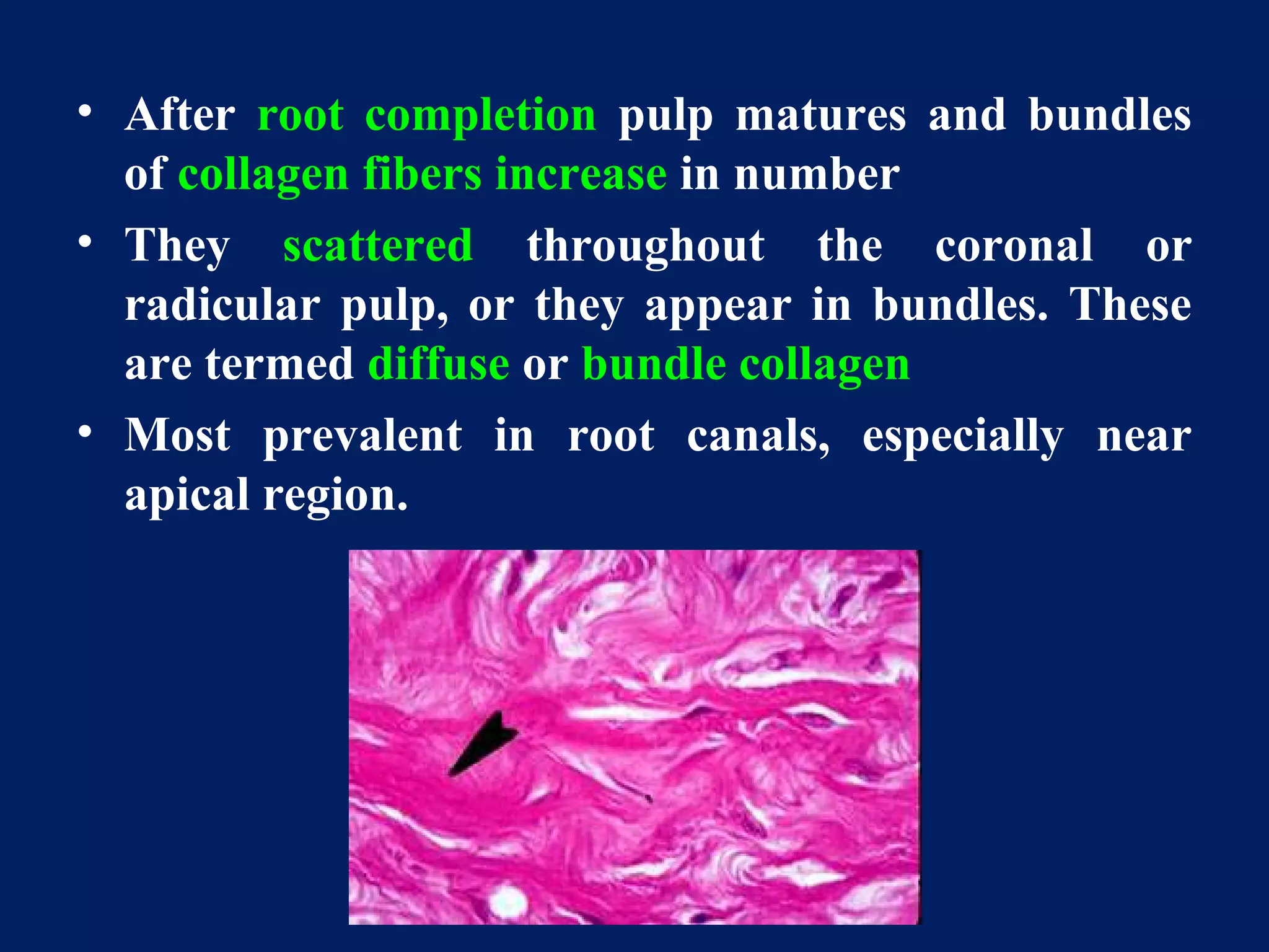 Dental Pulp | PPT