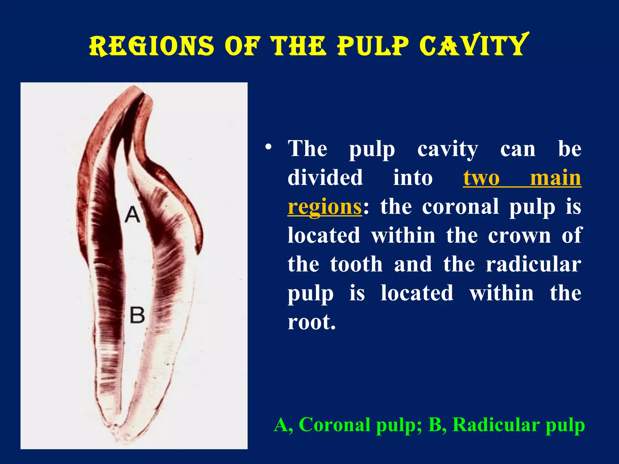 Dental Pulp | PPT