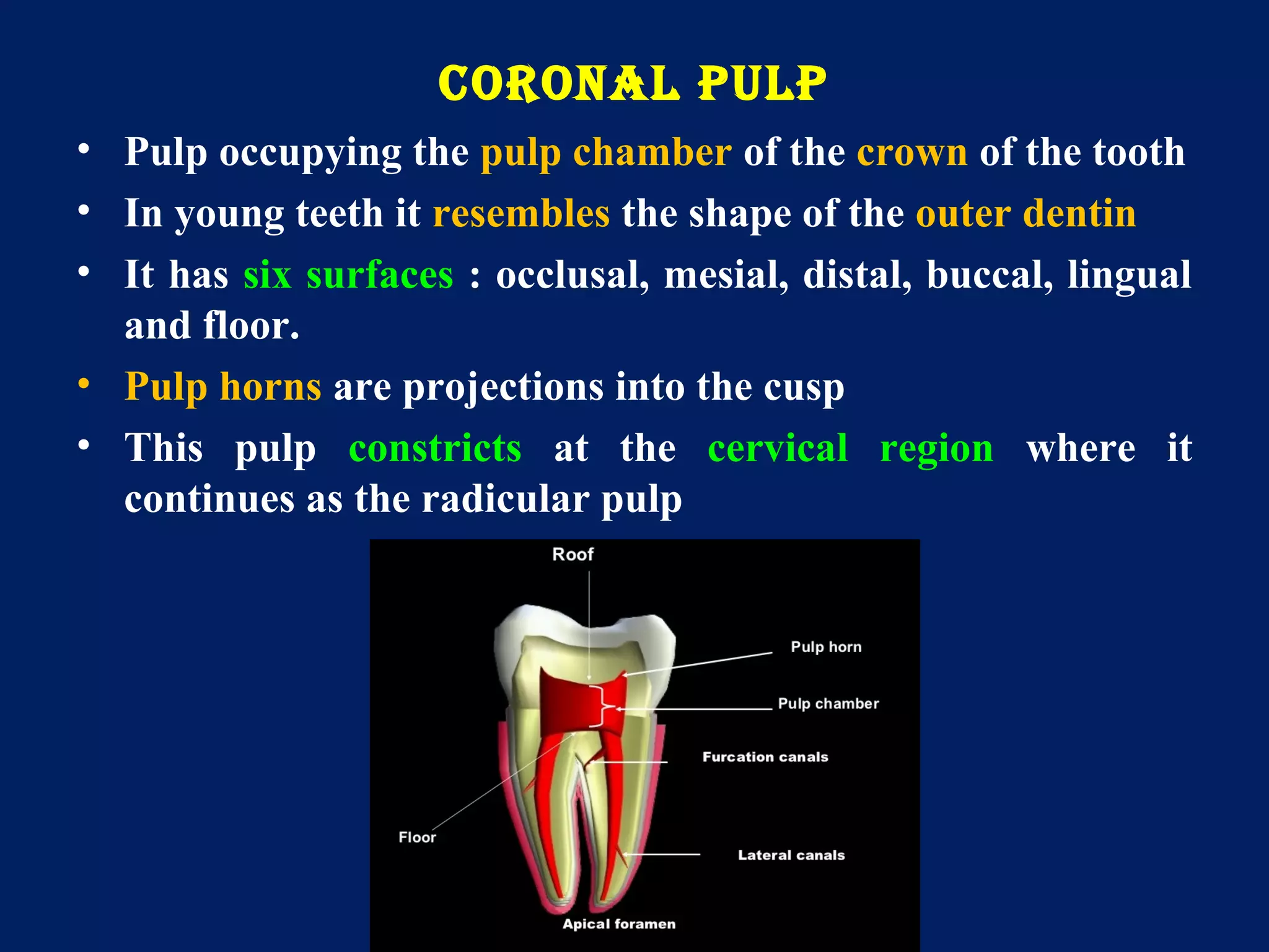 Dental Pulp | PPT
