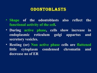 Dental Pulp | PPT