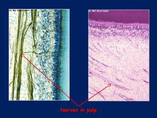 Dental Pulp | PPT