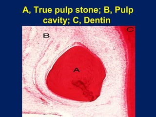 Dental Pulp | PPT