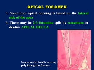 Apical Foramen Histology