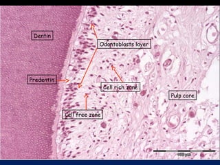 Pulp Cavity Histology