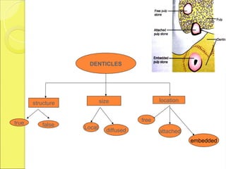 Pulp and periapical pathology presntation part 2 | PPT