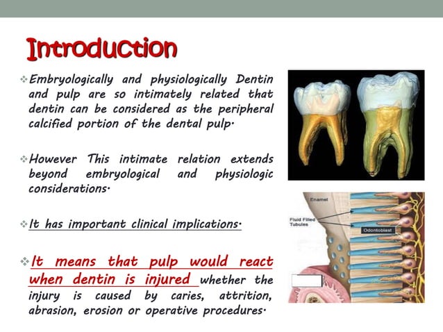 pulp protection.pdf