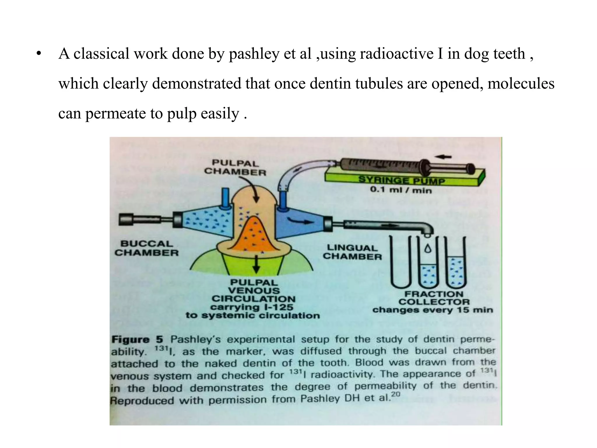 Pulp protection | PPTX