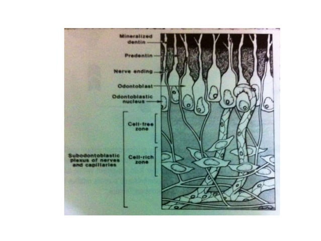Pulp protection | PPTX