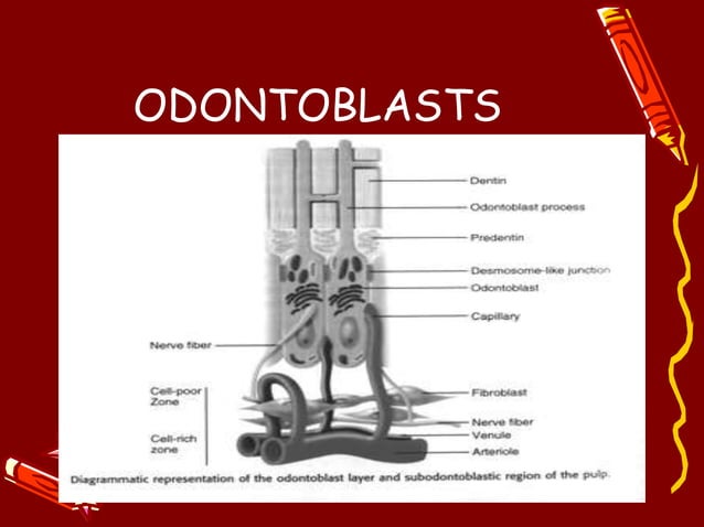 pulp protection | PPT