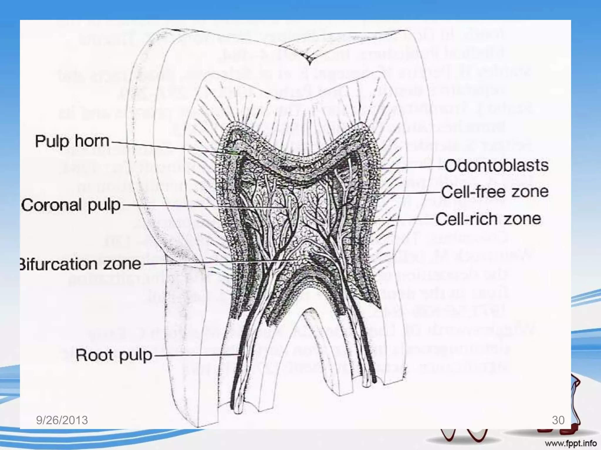 Pulp & pulpal diseases | PPTX