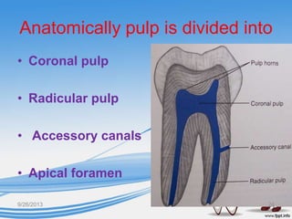 Pulp & pulpal diseases | PPTX