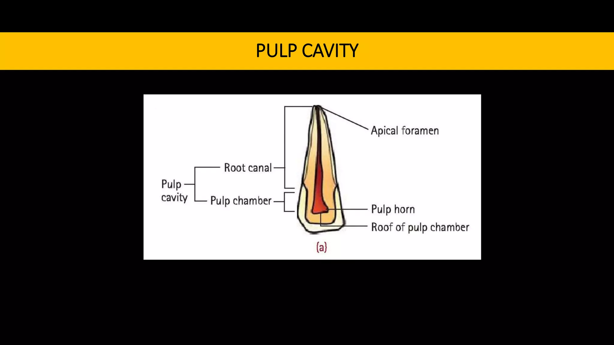 Internal Anatomy of Pulp cavity | PPTX