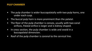 Internal Anatomy of Pulp cavity | PPTX