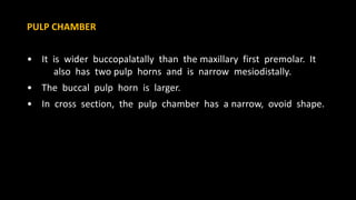 Internal Anatomy of Pulp cavity | PPTX