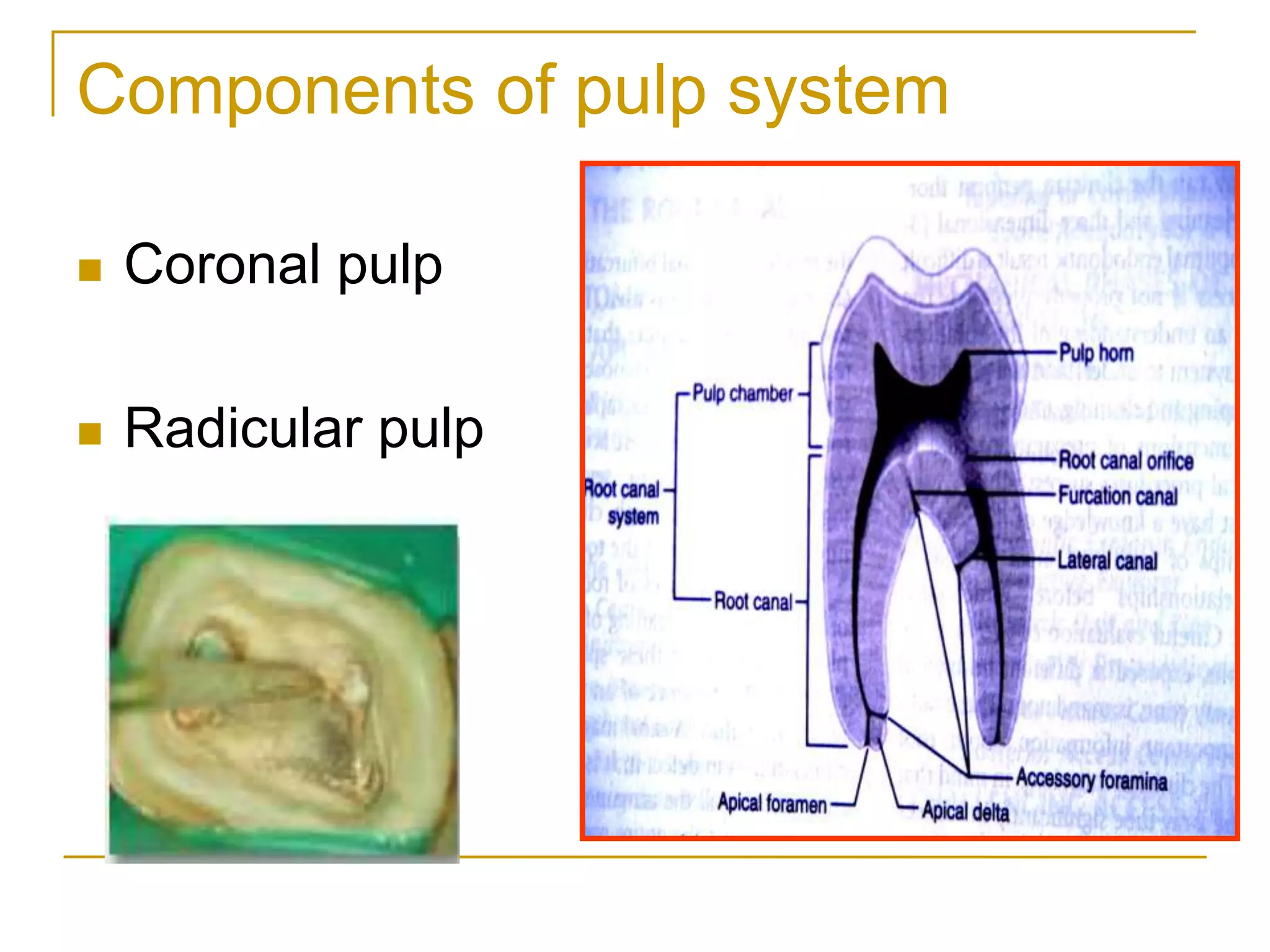 PULP SPACE (Dr. SONA) | PPT