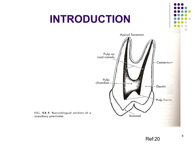 Pulp Therapy by nishtha | PPT | Dental Health | Diseases and Conditions