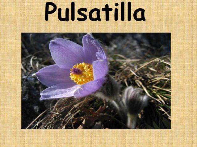 Pulsatilla vulgaris (Pulsatila) | PPTX
