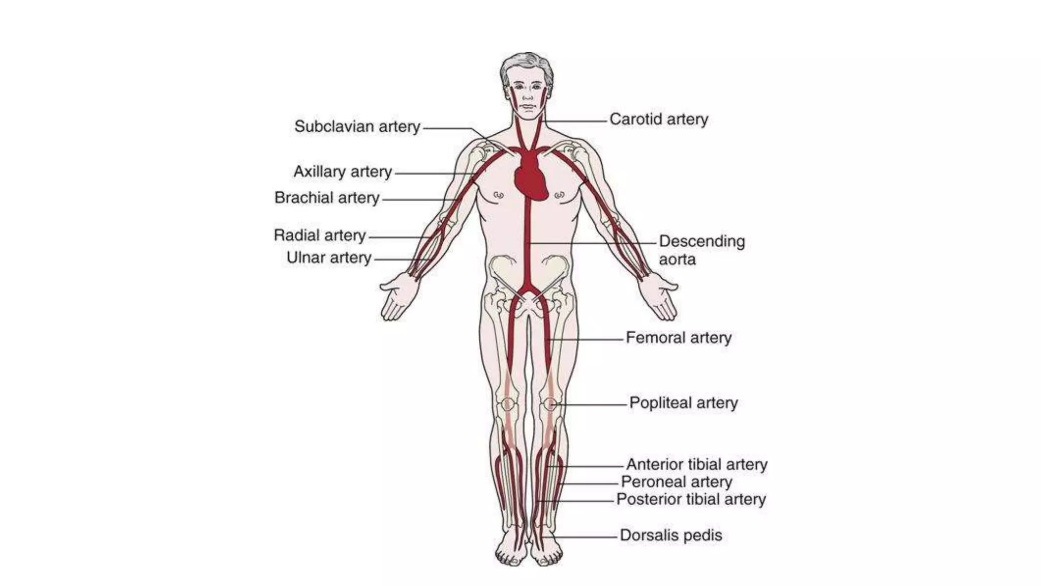 Pulse - Arterial Pulse - Types | PPTX
