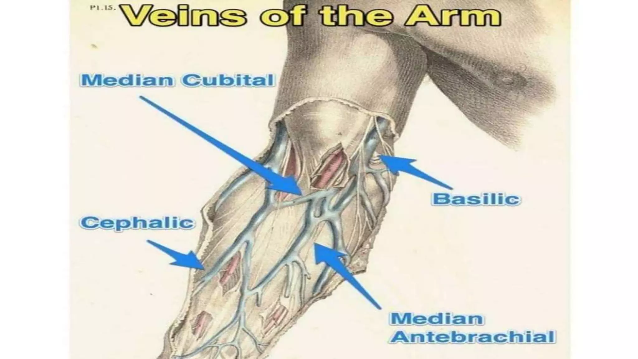 DIFFERENT PULSE SITES (pulse -introduction & images) | PPTX