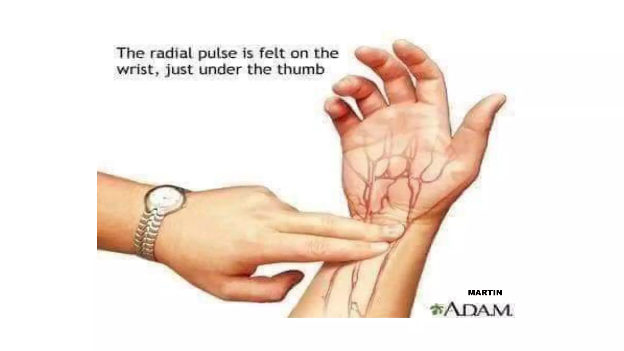 DIFFERENT PULSE SITES (pulse -introduction & images) | PPTX