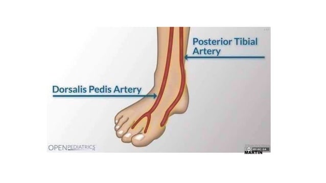 DIFFERENT PULSE SITES (pulse -introduction & images) | PPTX