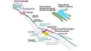 Nine Pulse Sites