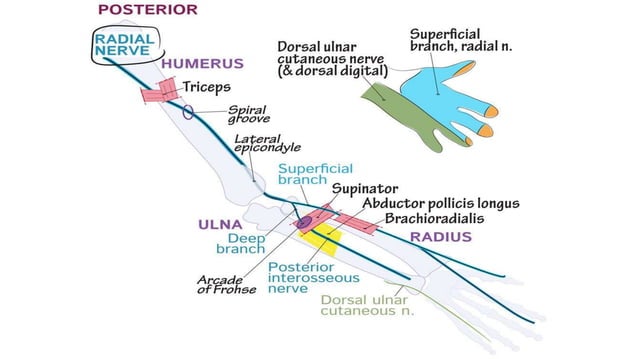 DIFFERENT PULSE SITES (pulse -introduction & images)