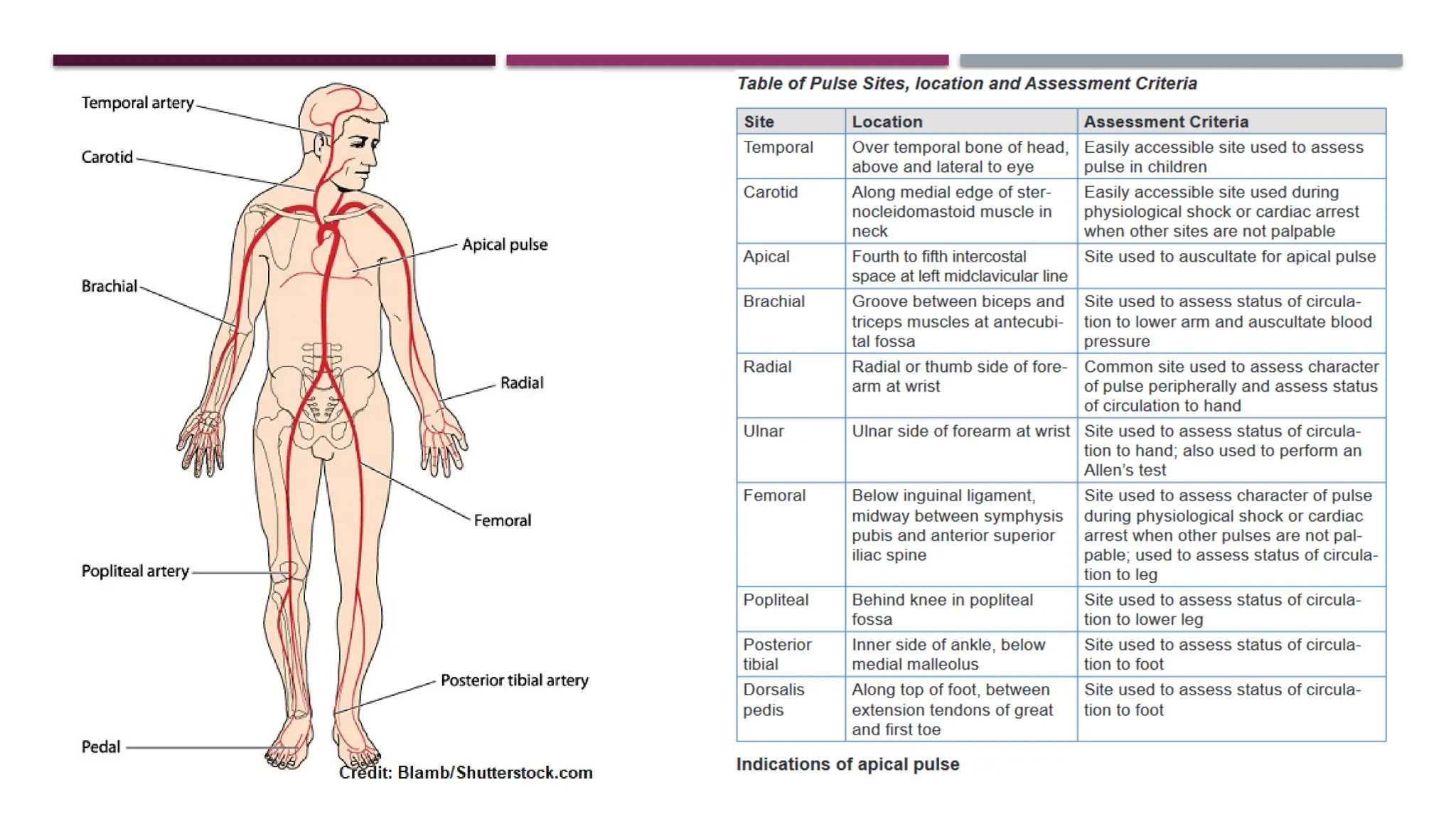 Pulse assessment by Dr. Deepak Yadav.pptx