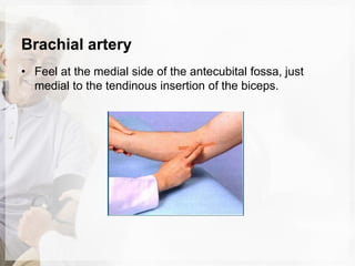 Brachial Pulse