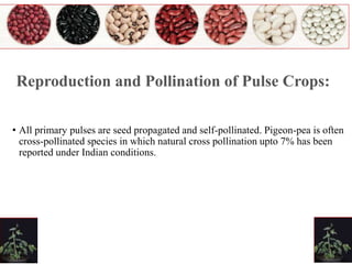 Pulse crops, Chickpeas, Mungbean, Mashbean..ppt
