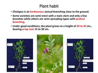 Pulse crops, Chickpeas, Mungbean, Mashbean..ppt