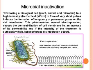 Pulsed Electric Field | PPT