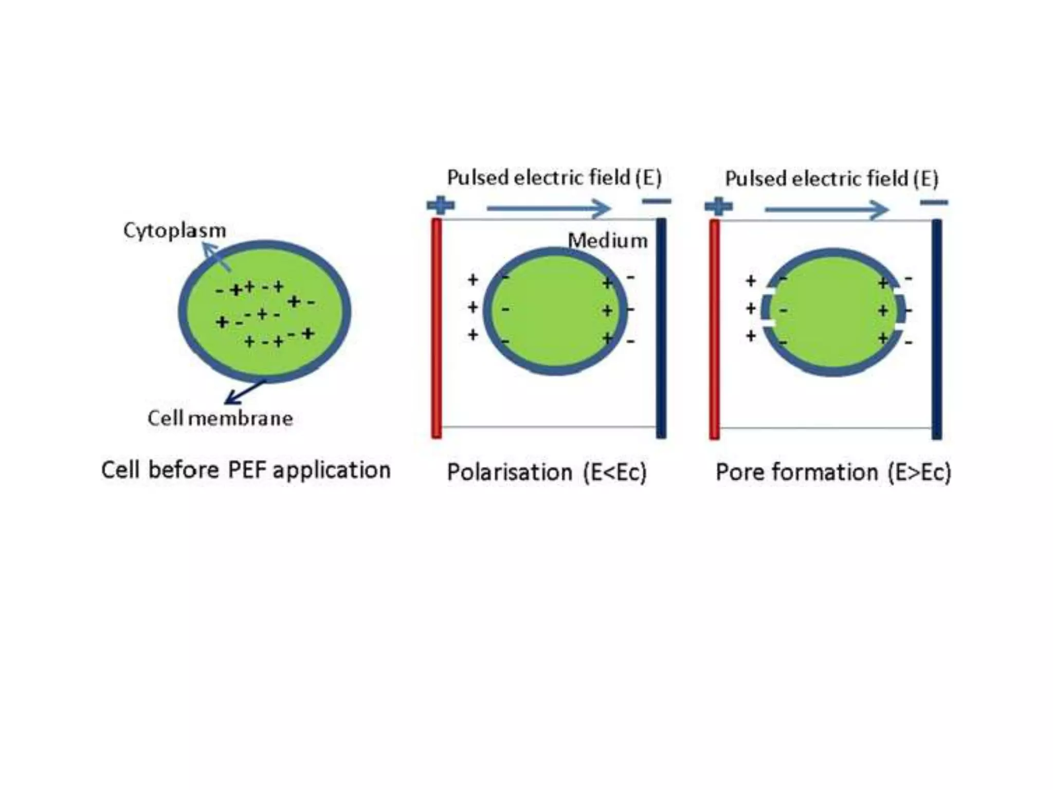 Pulsed electric field ppt | PPTX
