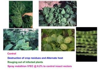 Sugarcane diseases | PPT