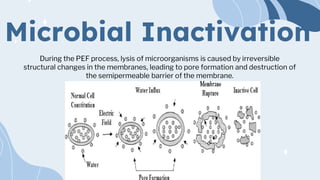 Pulse Electric Field.pptx