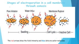 Pulse electric field processing technology | PPTX