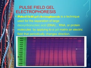 Pulse field gel electrophoresis (2) | PPT