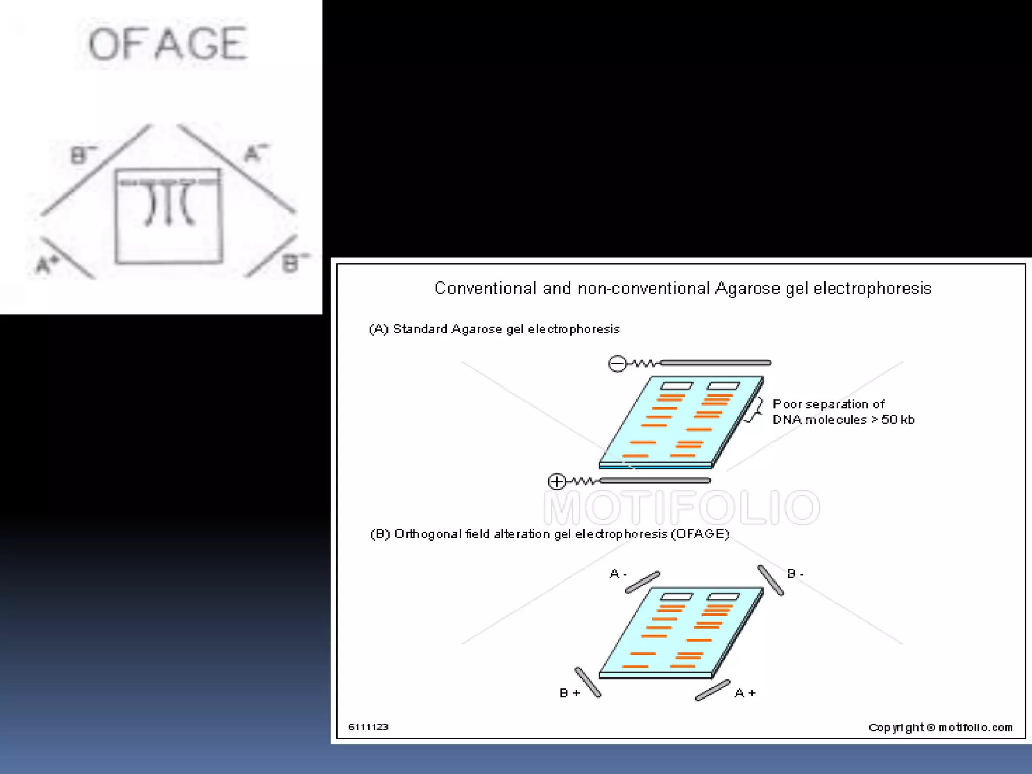 Pulse field gel electrophoresis(PFGE) | PPTX