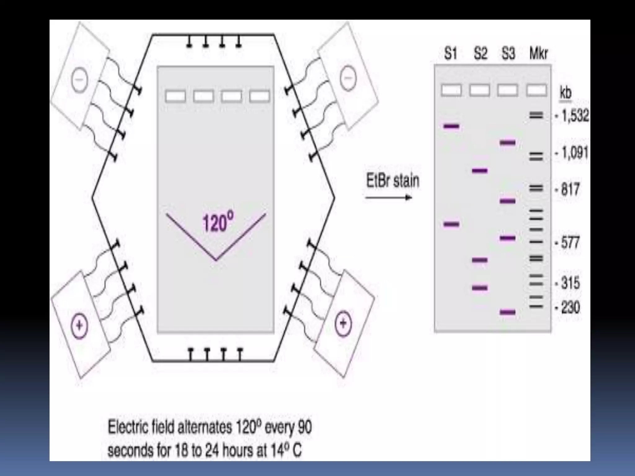 Pulse field gel electrophoresis(PFGE) | PPTX