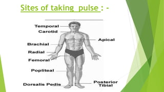 pulse introduction , definition , sites of pulse , factors affecting of ...